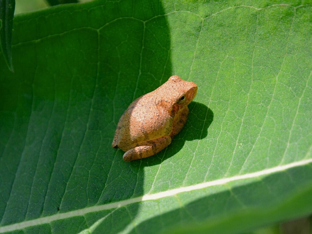 Spring Peeper from White Lake Charter Township, MI, USA on August 14 ...