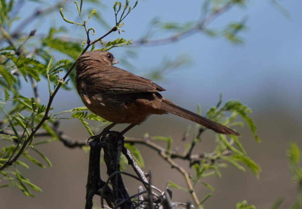 Abert's Towhee from Catalina State Park, 11570 N Oracle Rd, Tucson, AZ ...