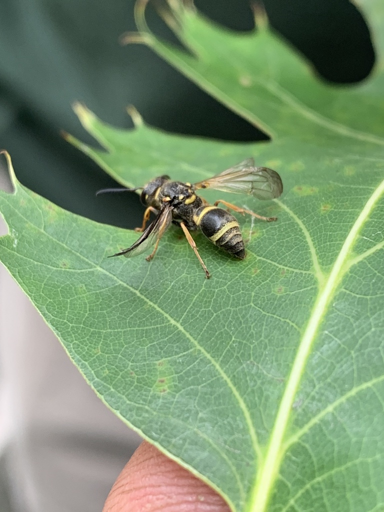 Smiling Mason Wasp from Marshlands Conservancy, Rye, NY, US on August 9 ...