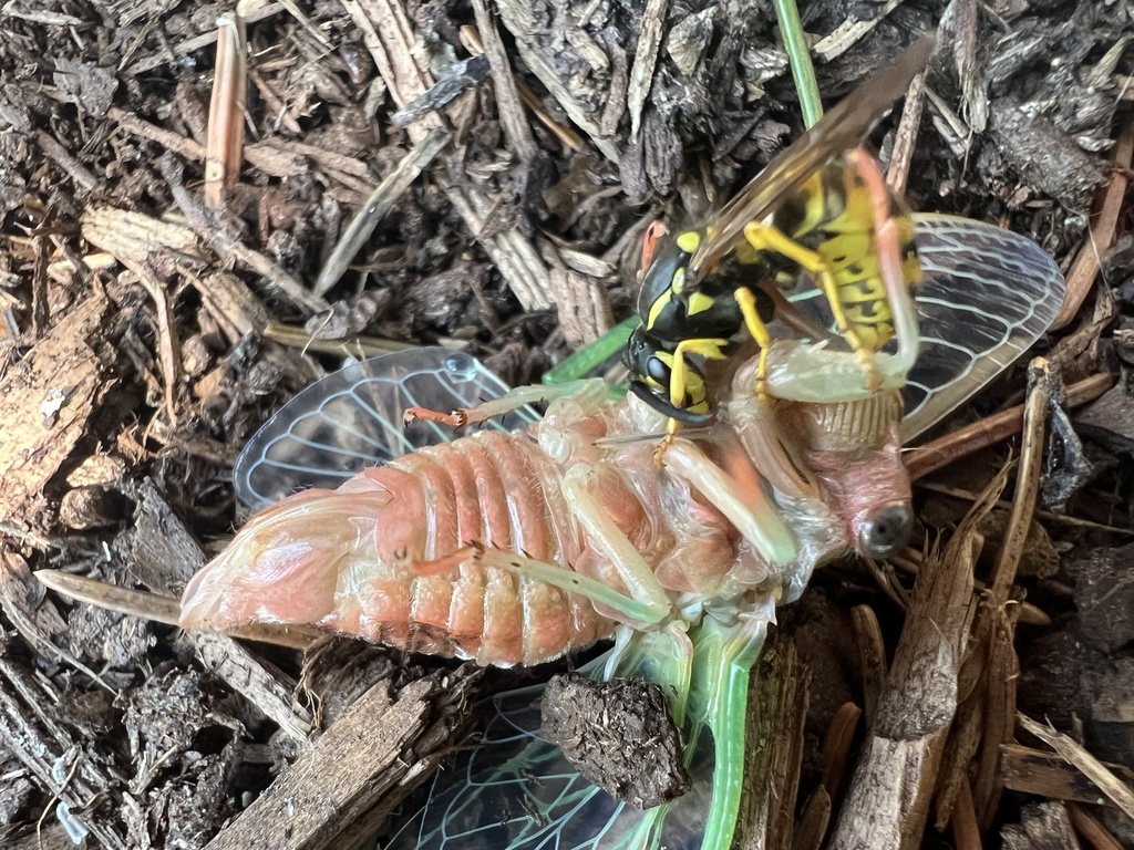 Northern Dog-day Cicada from University Green, Burlington, VT, US on ...