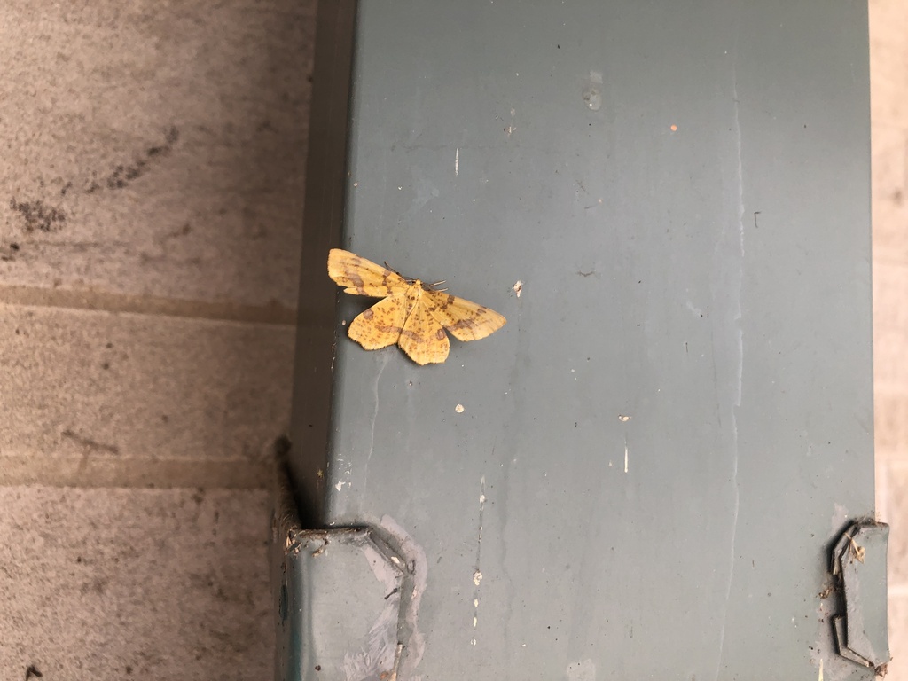 Crocus Geometer Moths from Willow Blvd, Willow Springs, IL, US on ...
