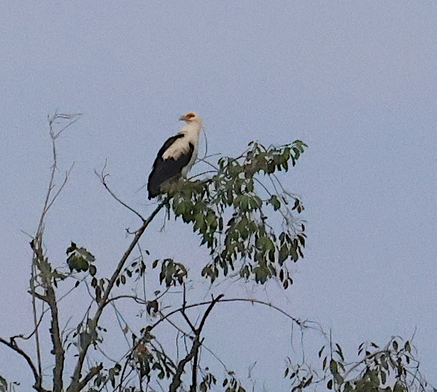 Palm-nut Vulture from Pakanyi, Masindi, Uganda on July 16, 2024 at 07: ...