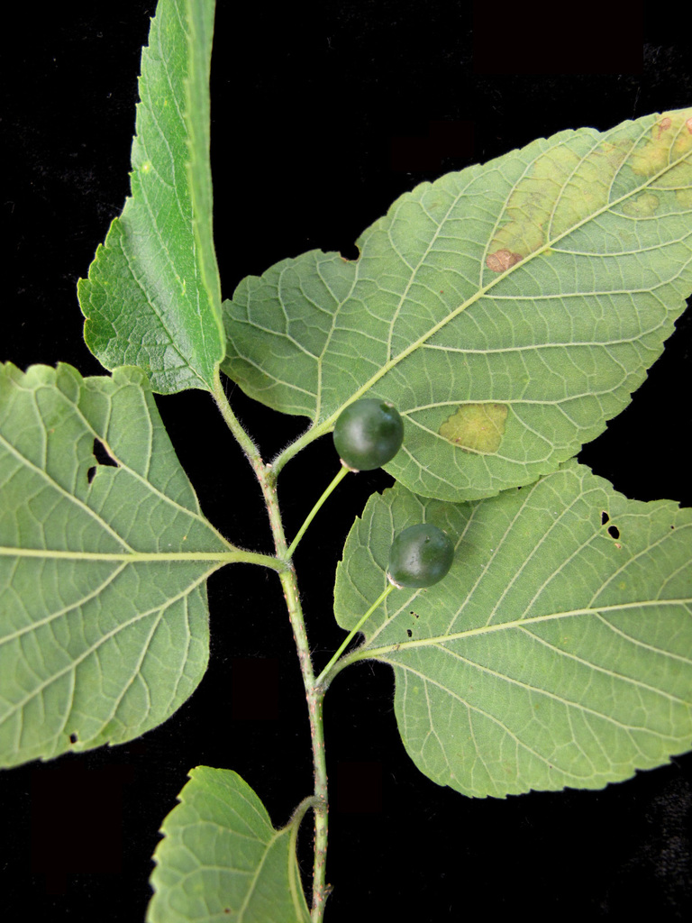 common hackberry (Common Fall Plants of Eastern Iowa) · iNaturalist