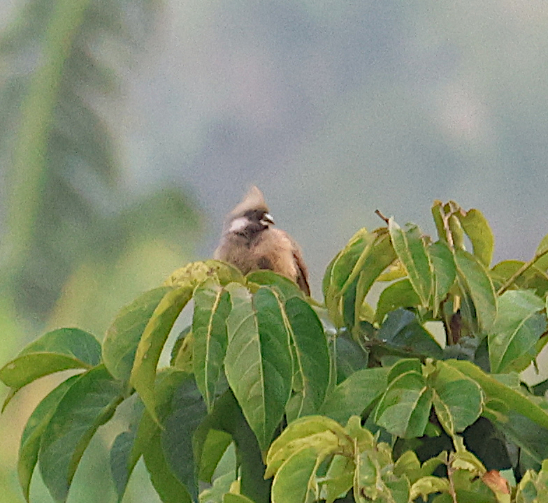 Speckled Mousebird from Pakanyi, Masindi, Uganda on July 16, 2024 at 02 ...