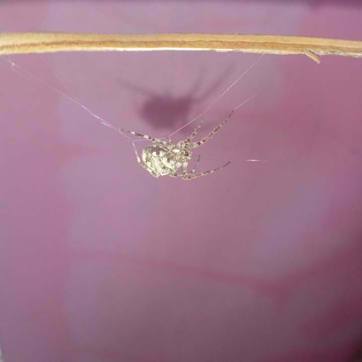 Brown Sailor Spider from Southern Davao, Panabo, Davao del Norte ...