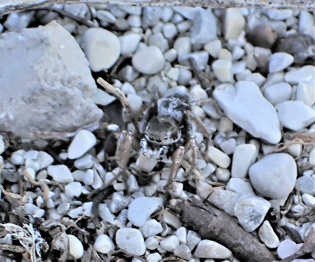 Boreal Paradise Spider from Anticosti Île Côte-Nord, QC, Canada on ...
