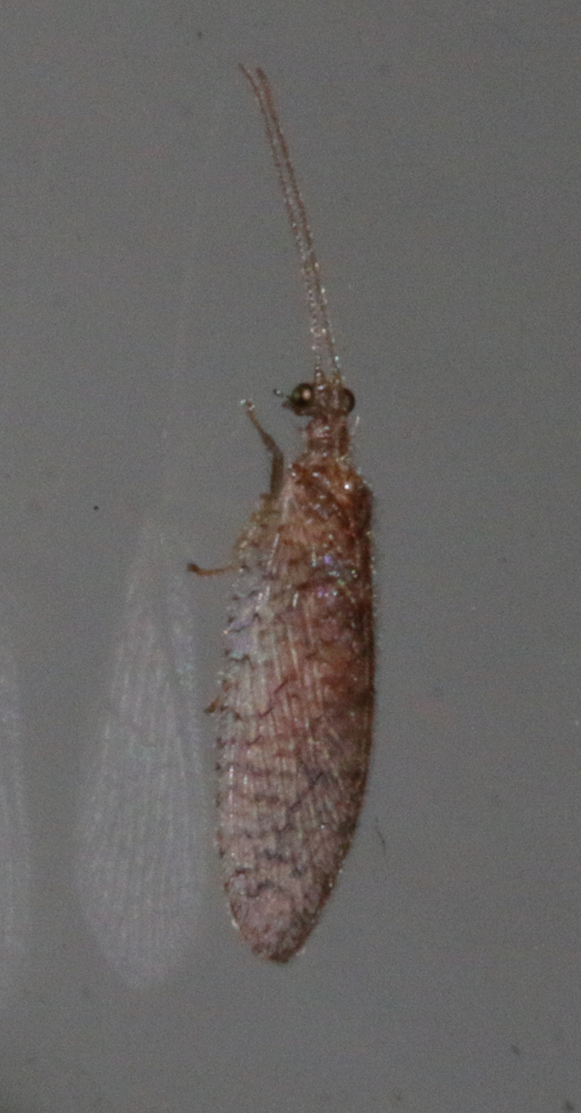 Micromus posticus from Briar Patch Park, Wheaton, IL, USA on August 14 ...