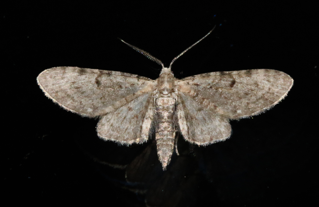 Common Eupithecia Moth from Briar Patch Park, Wheaton, IL, USA on ...