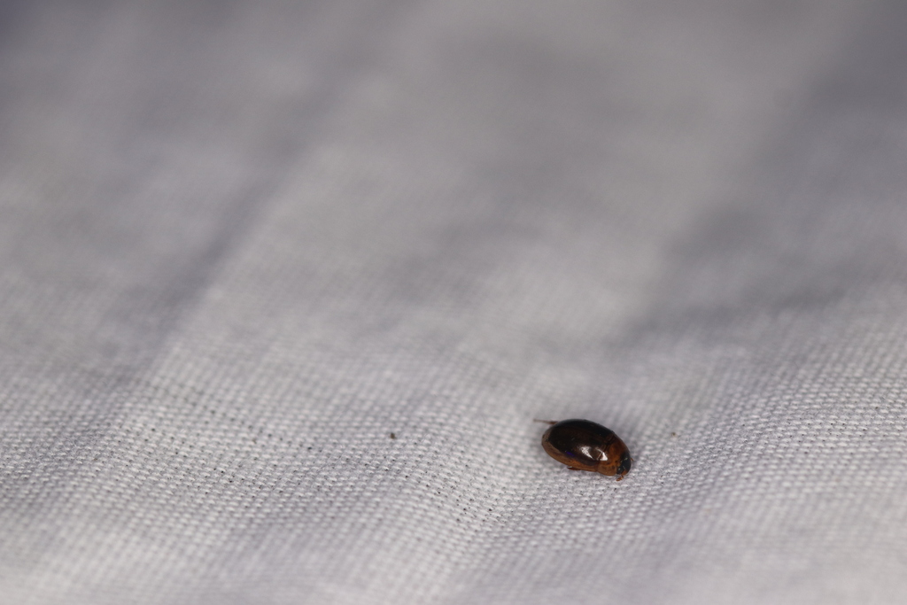 Water Scavenger Beetles from West Meadowbrook, Fort Worth, TX, USA on ...