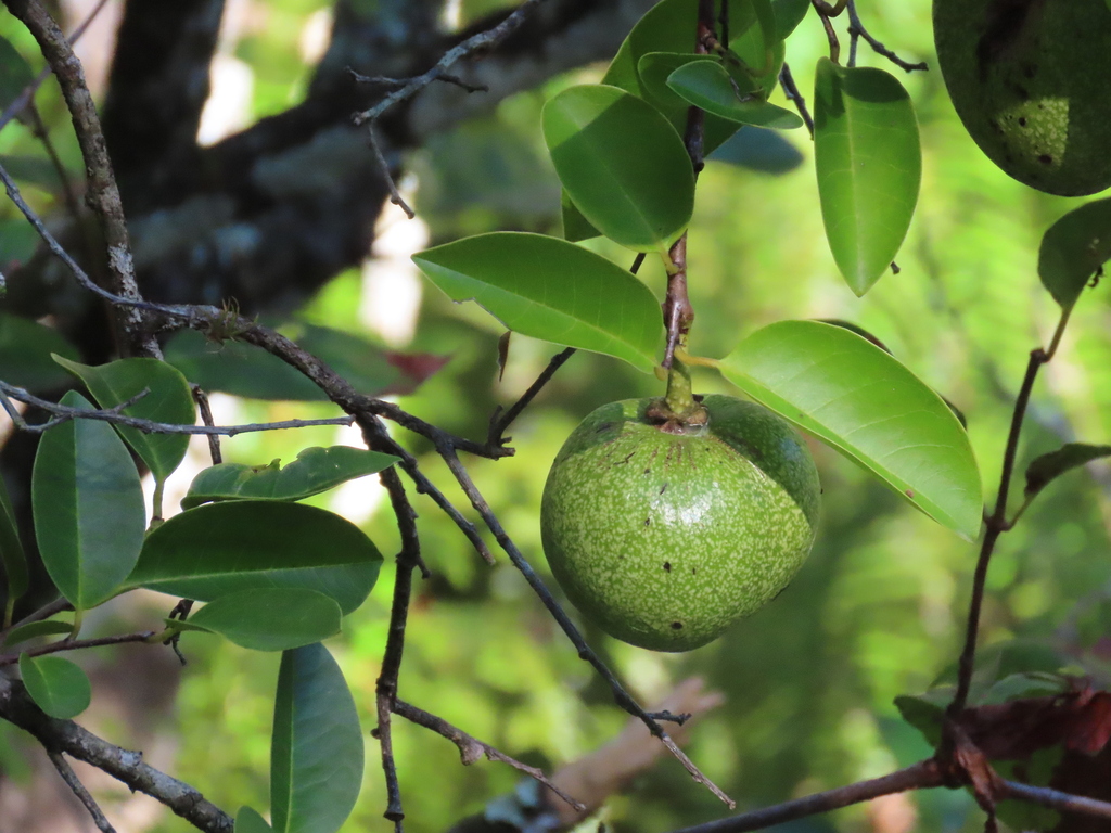Pond Apple from Six Mile Cypress Slough Preserve, Fort Myers, FL 33966 ...