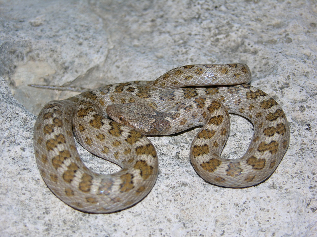 Desert Nightsnake in September 2004 by Benjamin German, MD · iNaturalist