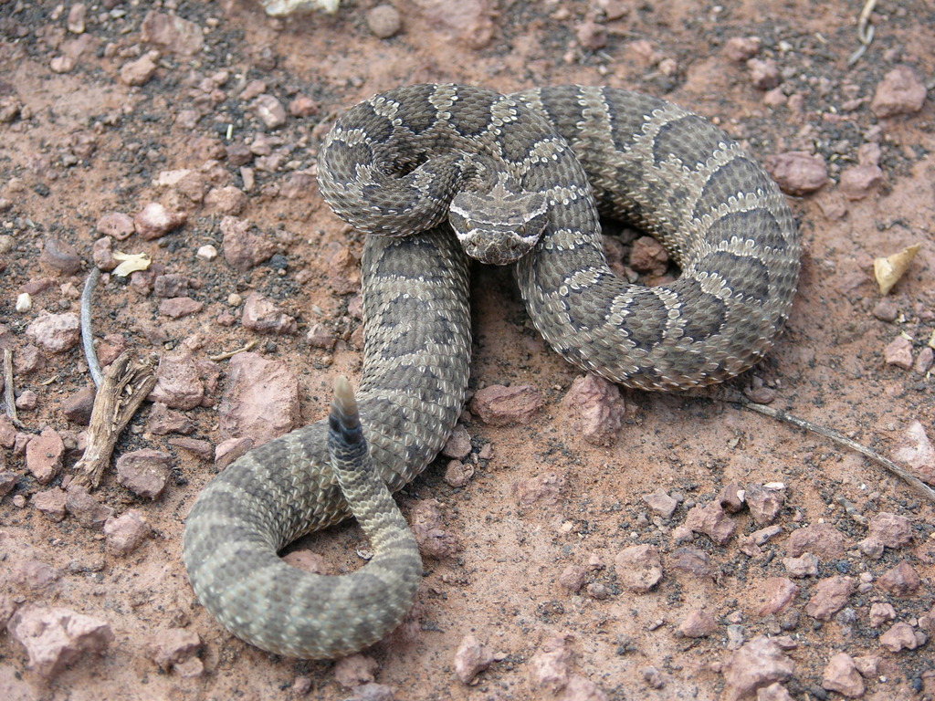 Prairie Rattlesnake in August 2005 by Benjamin German, MD · iNaturalist