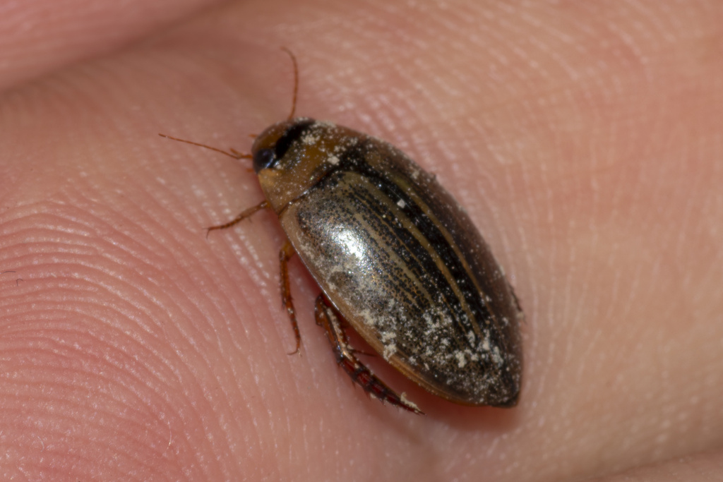 Hydaticus grammicus from 沙河水库, 北京市, CN on August 13, 2024 at 01:10 AM ...
