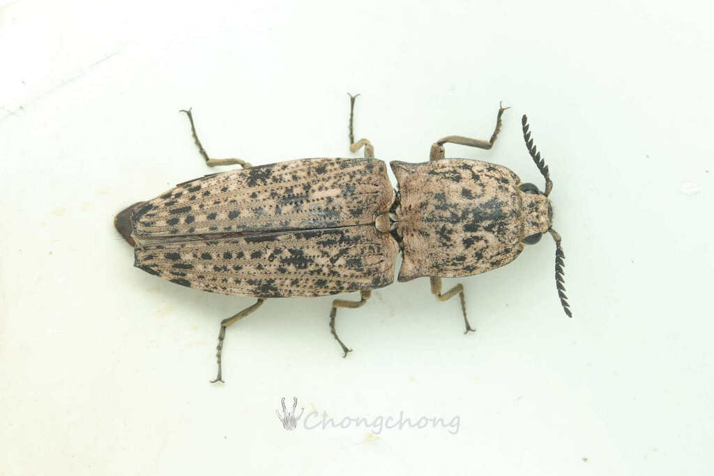 Cryptalaus sordidus from 中国海南省五指山市 on June 10, 2024 at 10:56 AM by 虫虫 ...