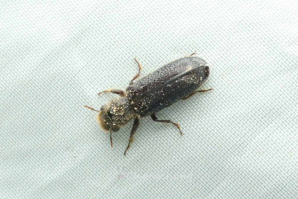 Melalgus from 中国海南省五指山市 on June 10, 2024 at 10:56 AM by 虫虫 · iNaturalist