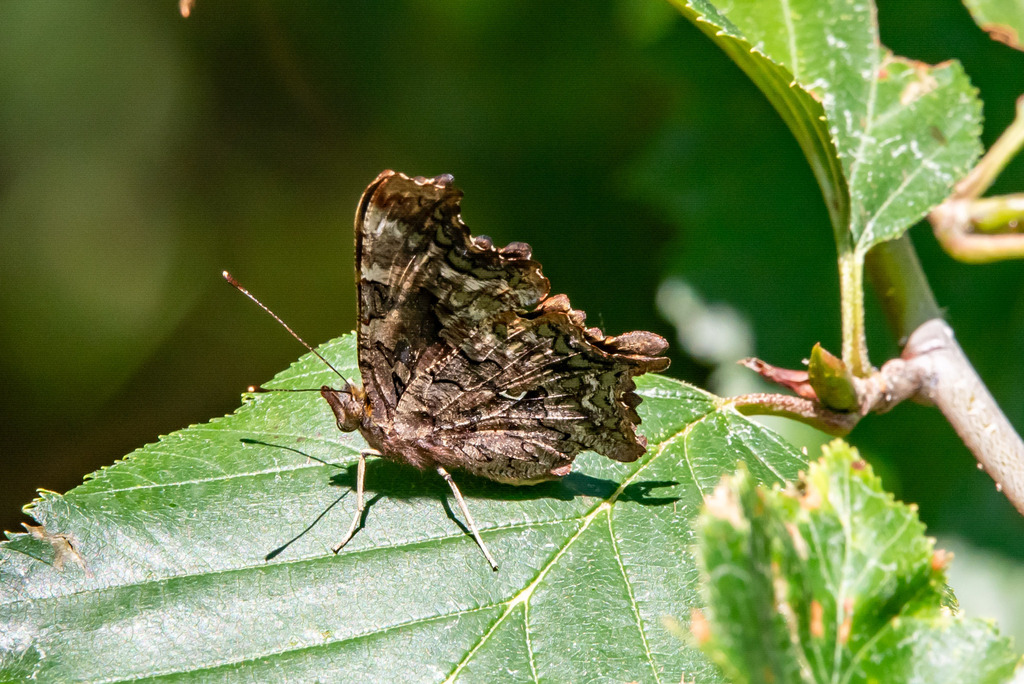 Green Comma from Okanagan-Similkameen, BC, Canada on August 14, 2024 at ...