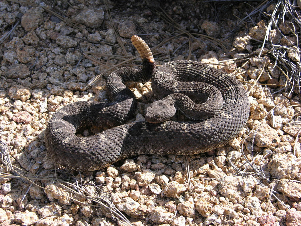 Arizona Black Rattlesnake in April 2005 by Benjamin German, MD ...