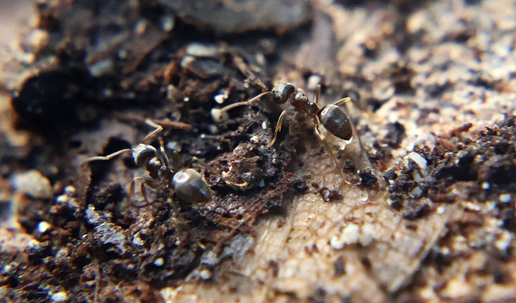 Woodland Fuzzy Ant from Porter, IN 46304, USA on August 10, 2024 at 10: ...