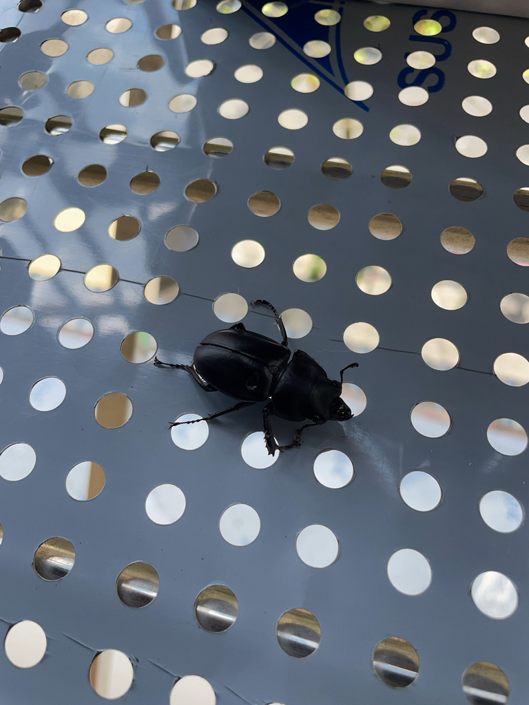 Lucaninae from 遵义市 on August 15, 2024 at 11:18 AM by zhuyugto · iNaturalist