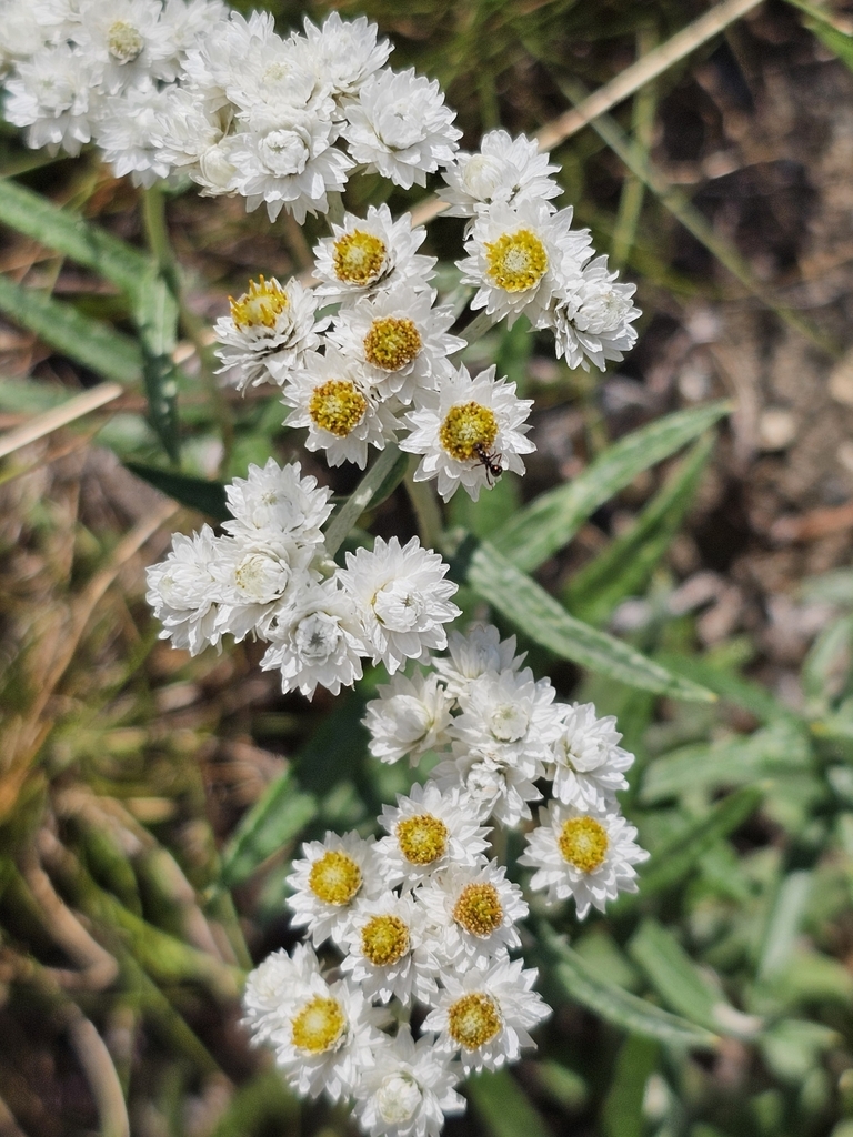 pearly everlasting from Ashford, WA 98304, USA on August 14, 2024 at 04 ...