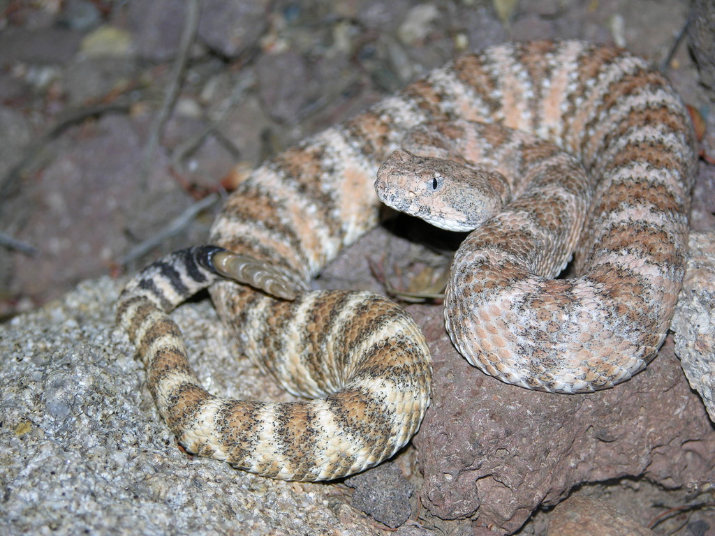 Southwestern Speckled Rattlesnake in July 2005 by Benjamin German, MD ...