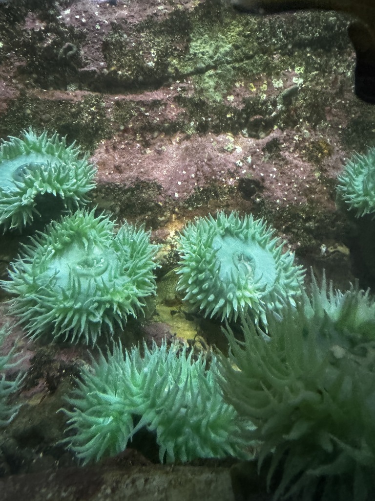Giant Green Anemone from Downtown Seattle, Seattle, WA, USA on August ...
