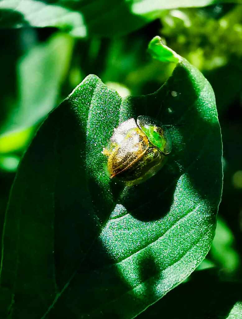 Golden Tortoise Beetle from Tugbok, Davao City, Davao del Sur ...