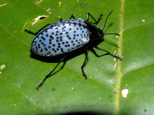 Pleasing Fungus Beetles (The Beetles (Order Coleoptera) of Southern ...
