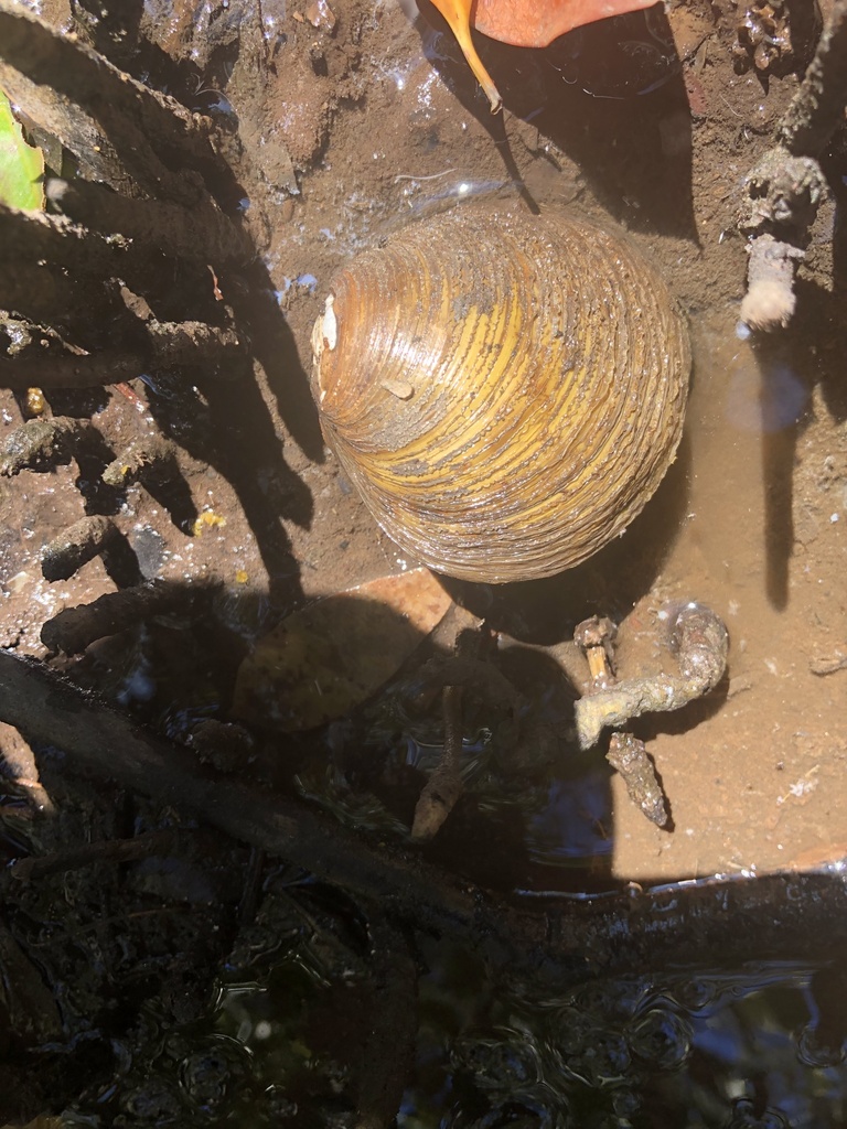 Geloina expansa from Trinity Park, QLD, AU on August 13, 2024 at 11:22 ...