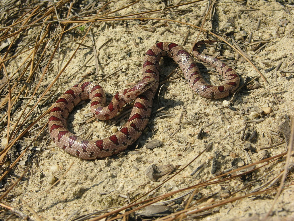 Mole Kingsnake in April 2006 by Benjamin German, MD · iNaturalist
