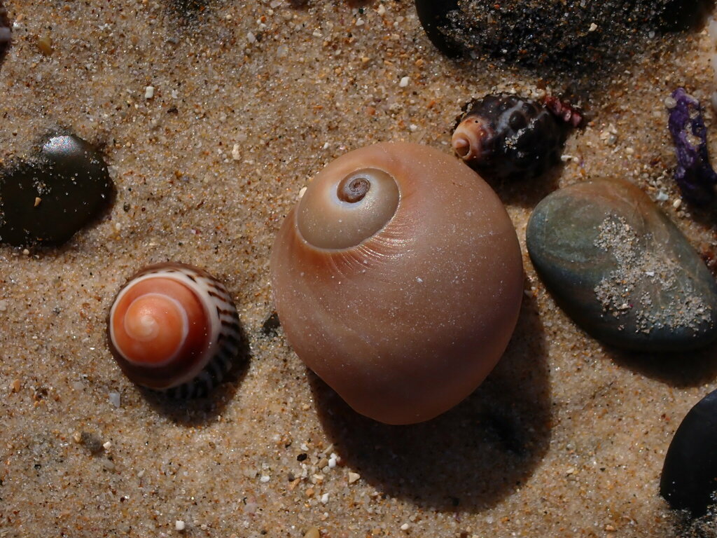 Bladder Moon Snail from Diggers Camp NSW 2462, Australia on August 7 ...