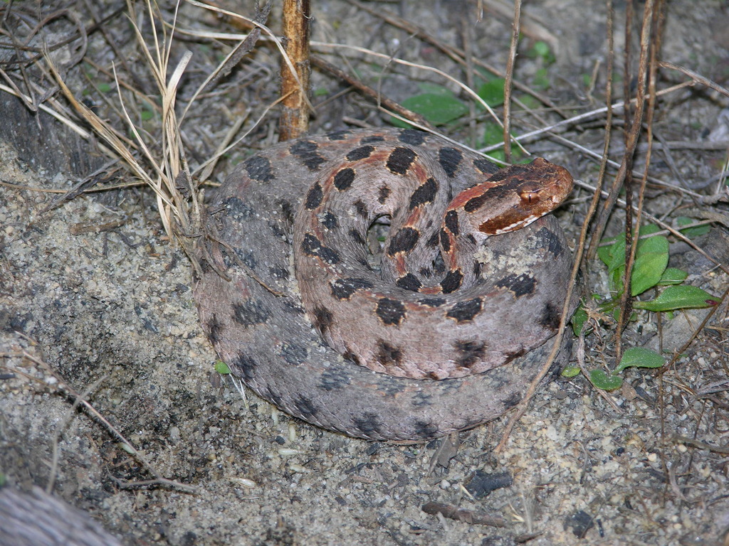 Carolina Pygmy Rattlesnake in March 2006 by Benjamin German, MD ...