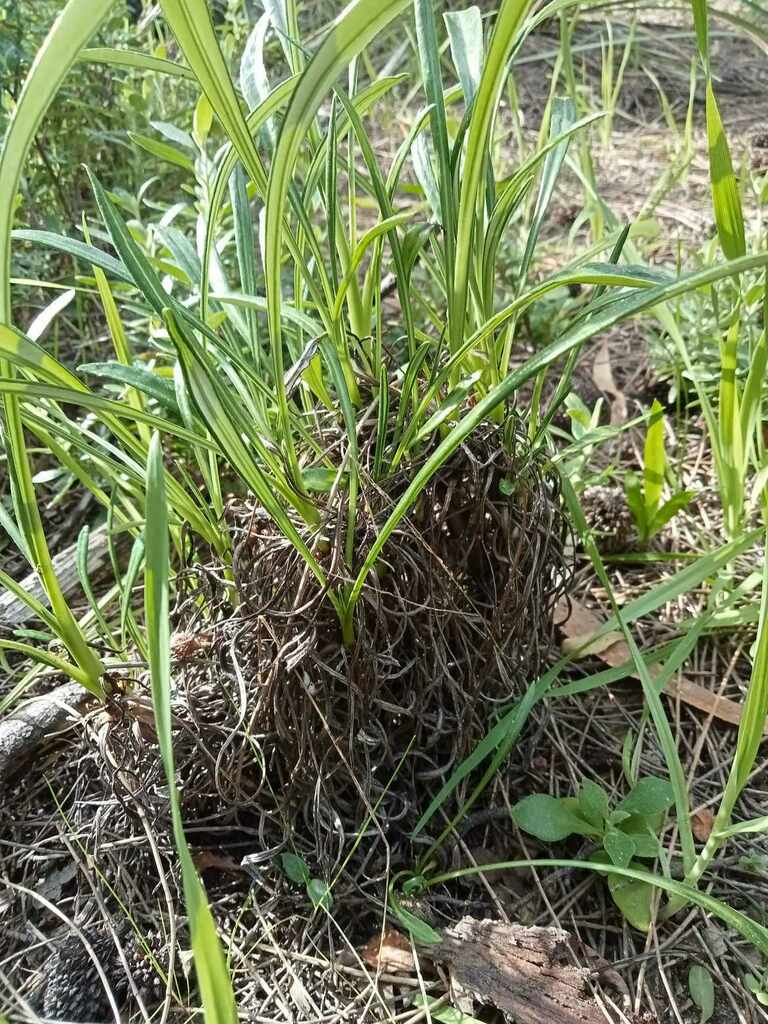 Coast Flax-Lily from Parnella Reserve Beach, Dodges Ferry TAS 7173 ...