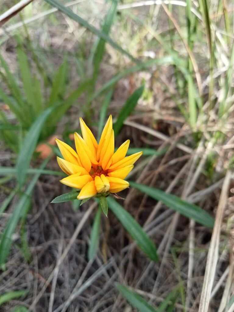 Garden Treasure Flower from Parnella Reserve Beach, Dodges Ferry TAS ...