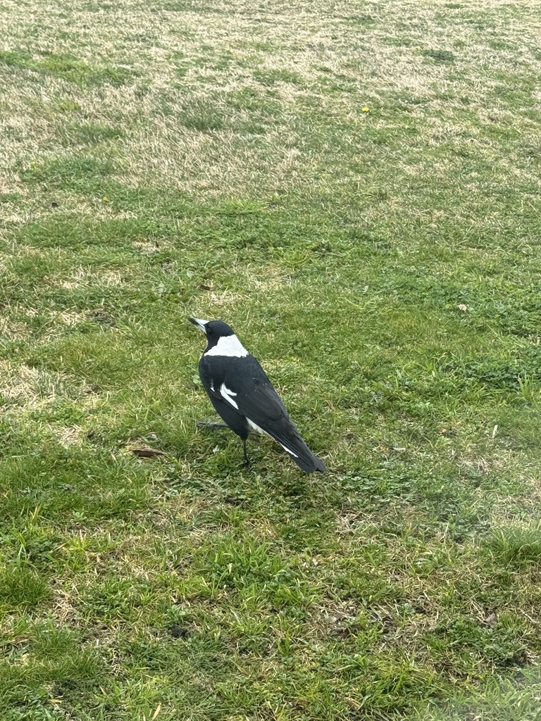 Australian Magpie from Vale St, Portland, NSW, AU on August 15, 2024 at ...