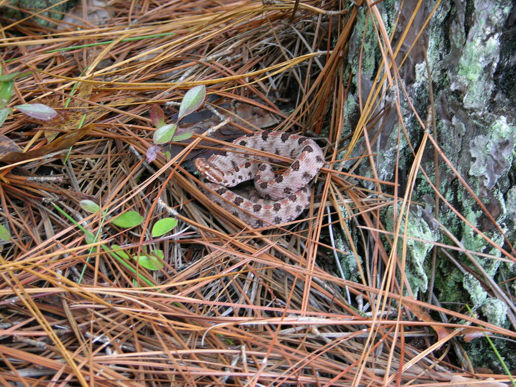 Carolina Pygmy Rattlesnake in October 2006 by Benjamin German, MD ...