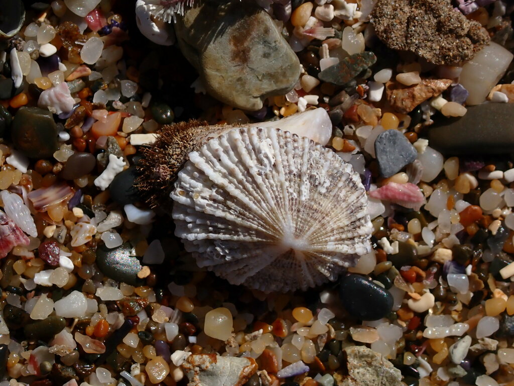 Cap-shaped False Limpet from Diggers Camp NSW 2462, Australia on August ...