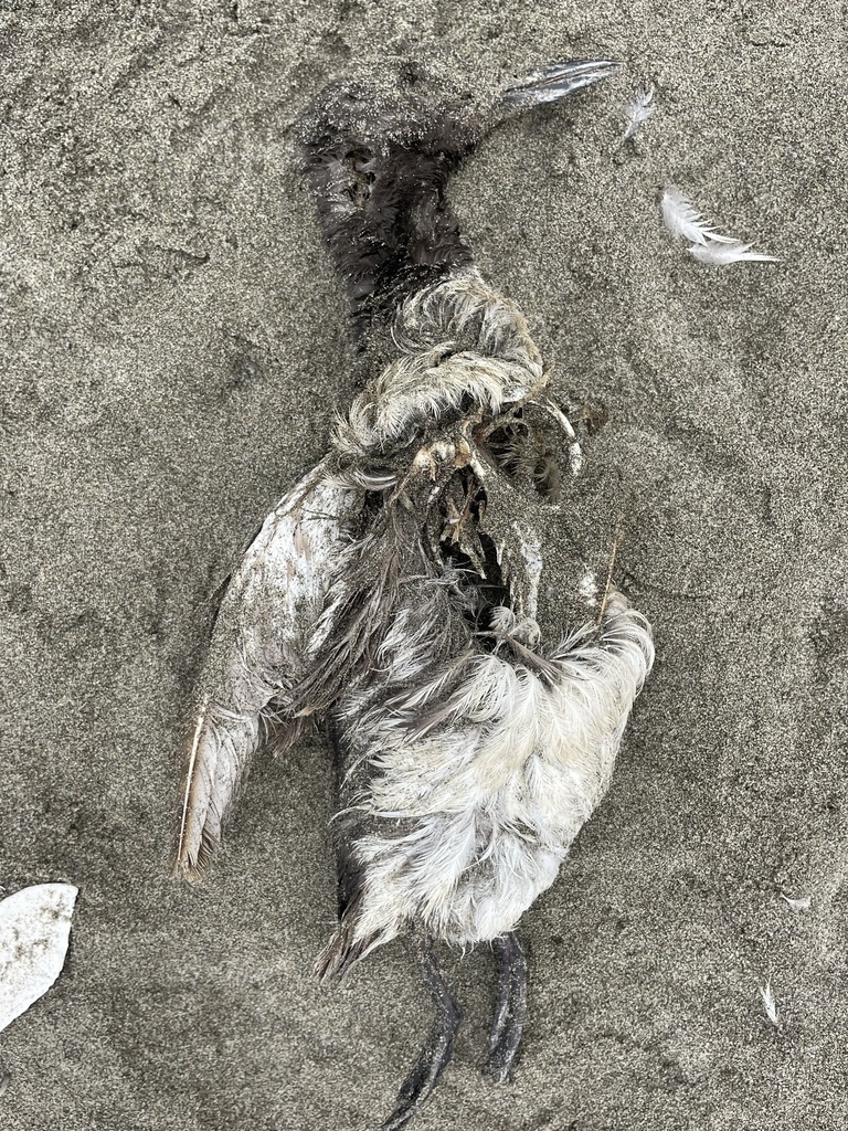 Common Murre from Fort Funston, San Francisco, CA, US on August 14 ...