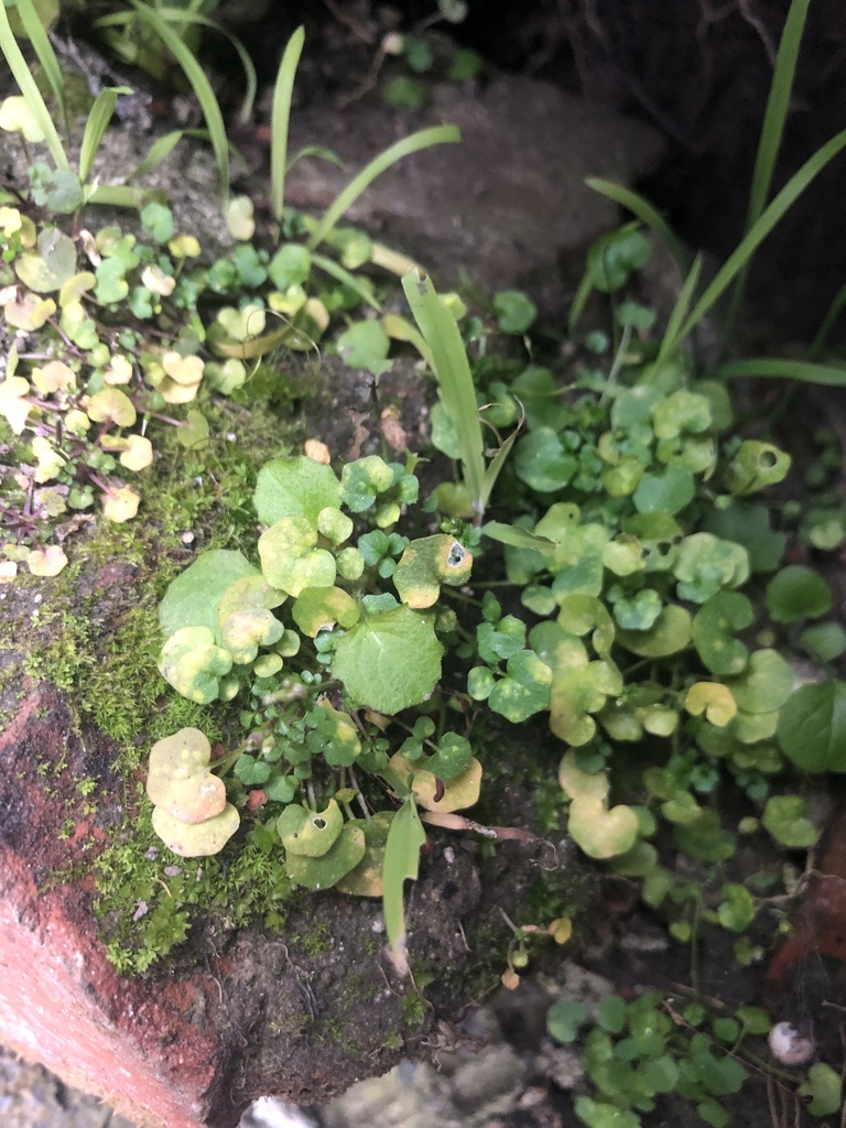 Bittercresses and Toothworts from South Island / Te Waipounamu ...