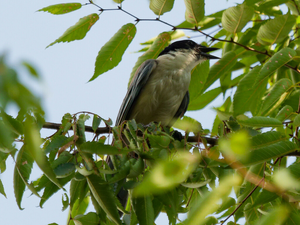 Azure-winged Magpie from Yakumo, Meguro City, Tokyo 152-0023, Japan on ...