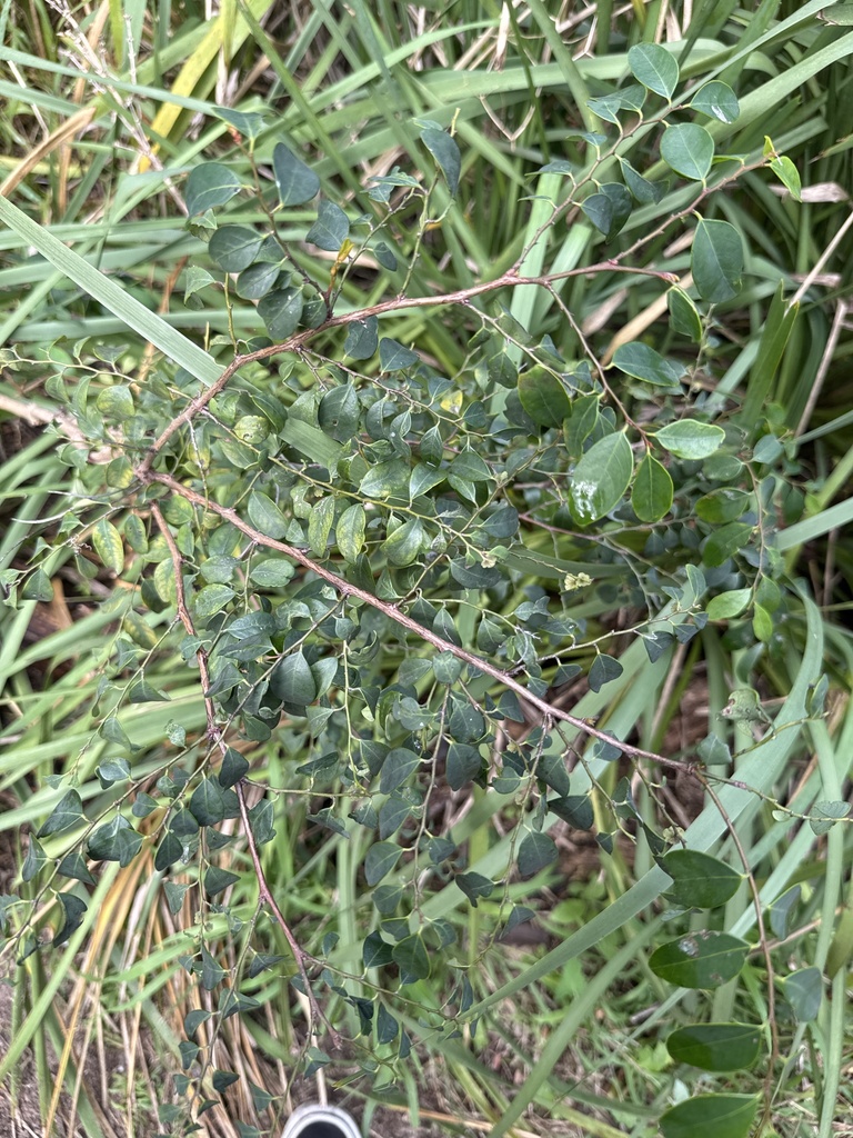 coffee bush from Puckeys Estate Reserve, North Wollongong, NSW, AU on ...