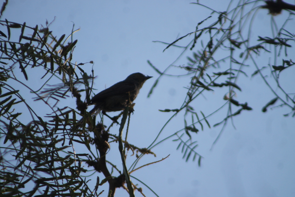 Verdin in August 2024 by Jesús Manuel Martínez-Calderas · iNaturalist