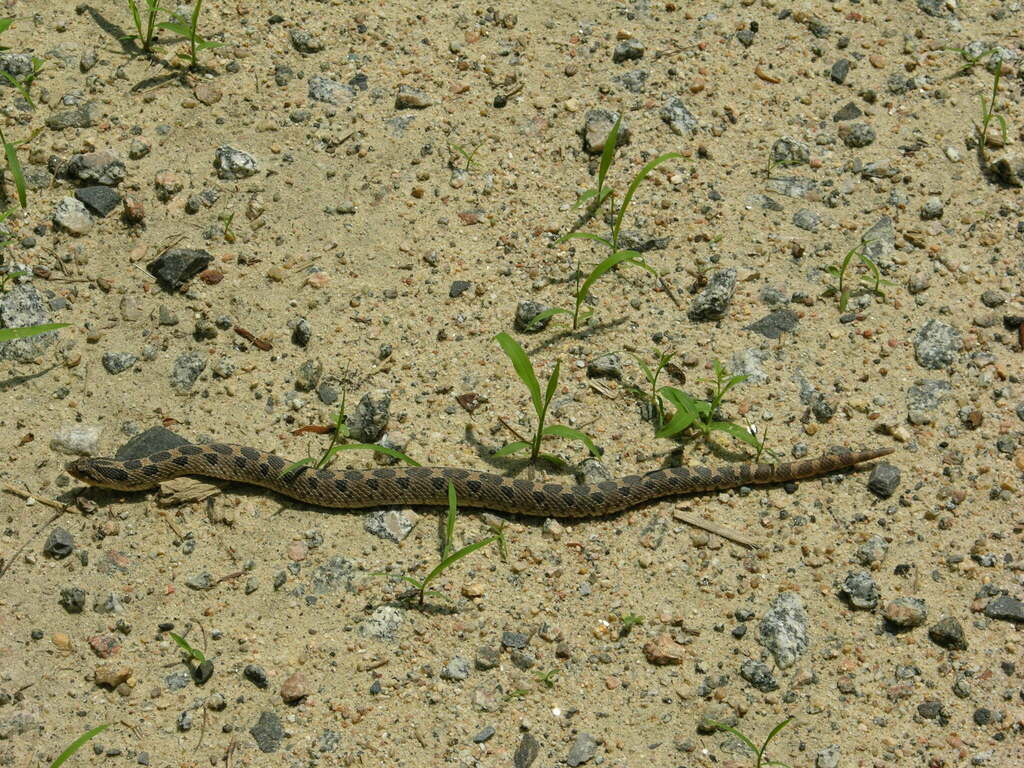 Southern Hognose Snake in July 2007 by Benjamin German, MD · iNaturalist