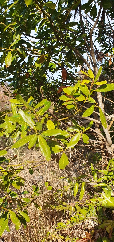 Bay laurel from Tasman, New Zealand on August 15, 2024 at 11:05 AM by ...