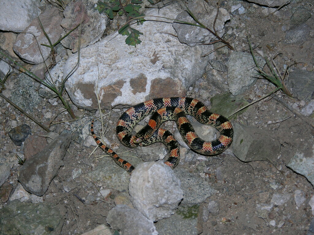 Long-nosed Snake in September 2007 by Benjamin German, MD · iNaturalist