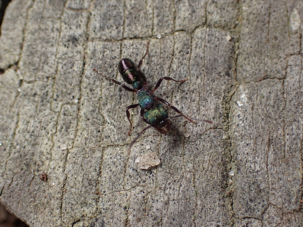 Green-head Ant from Altona SA 5351, Australia on August 15, 2024 at 12: ...
