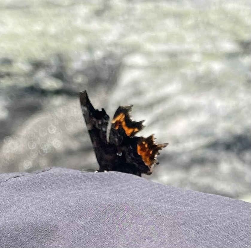 Green Comma from White Mountain National Forest, Lovell, ME, US on ...