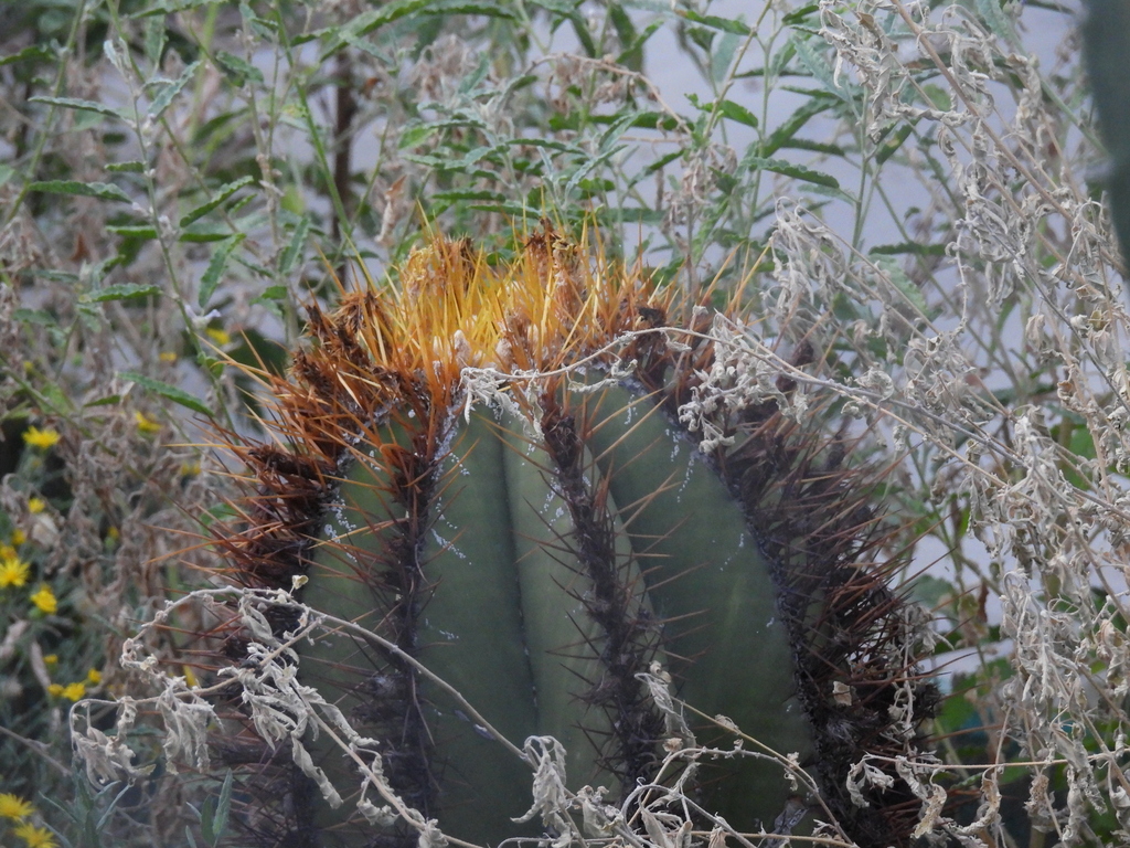 star cactus in August 2024 by Alexis Salazar · iNaturalist