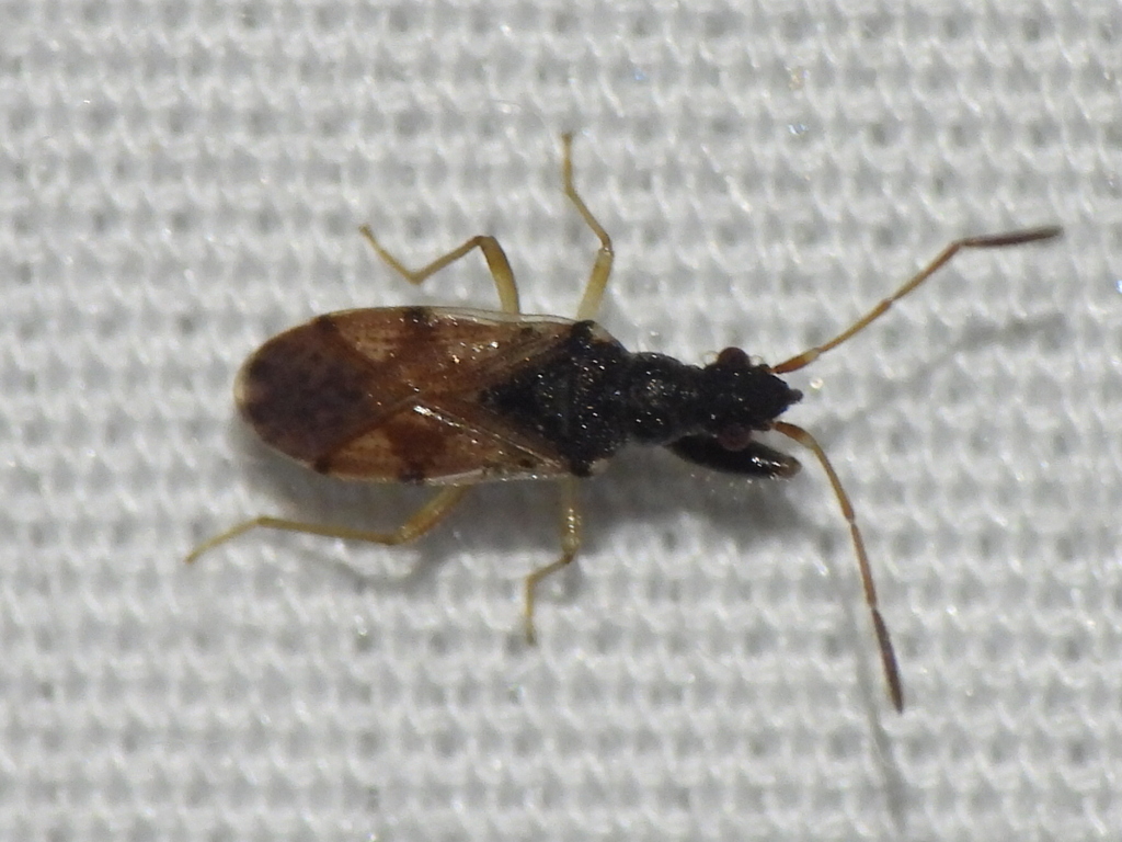 Pseudopamera nitidula from West Meadowbrook, Fort Worth, TX, USA on ...