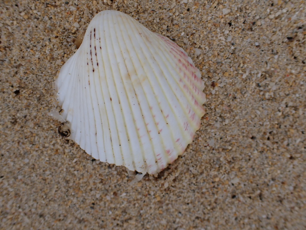 Strawberry Heart Cockle from Lord Howe Island, Settlement Beach on ...